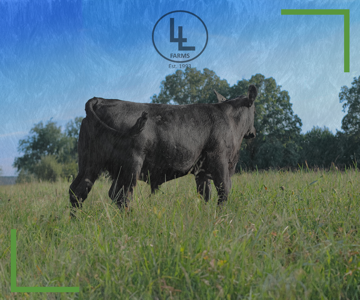 For Sale – L&L FARMS